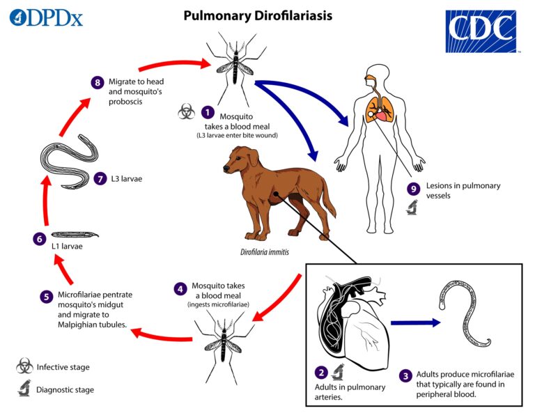 What are The Different Dog Heartworm Prevention Options? – Indian Peaks ...